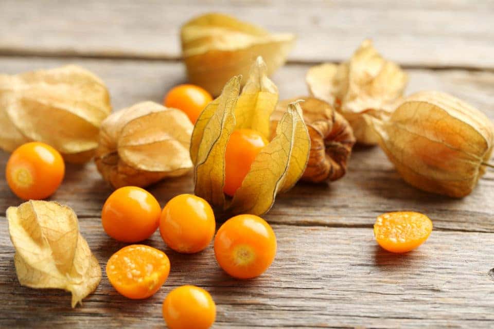Get A Taste For Ground Cherries | Safford CJDRF of Springfield